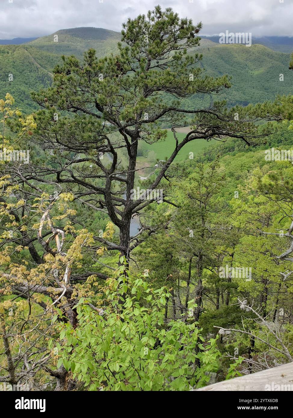 Table Mountain pine (Pinus pungens Stock Photo - Alamy