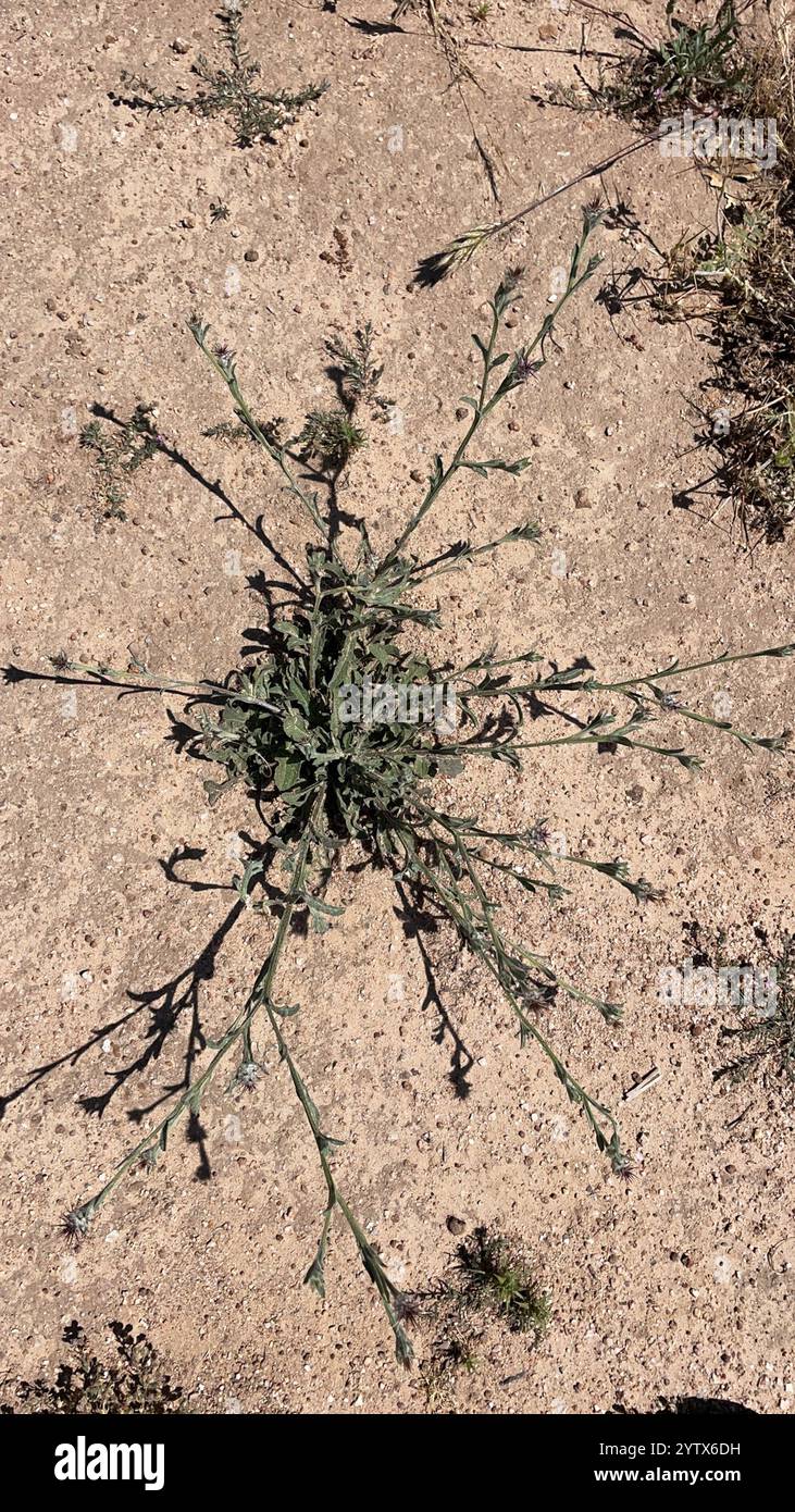Maltese star-thistle (Centaurea melitensis Stock Photo - Alamy