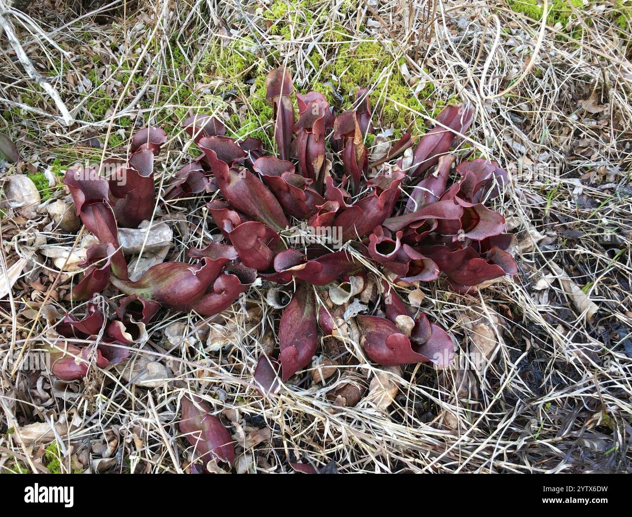 northern purple pitcher plant (Sarracenia purpurea purpurea Stock Photo ...