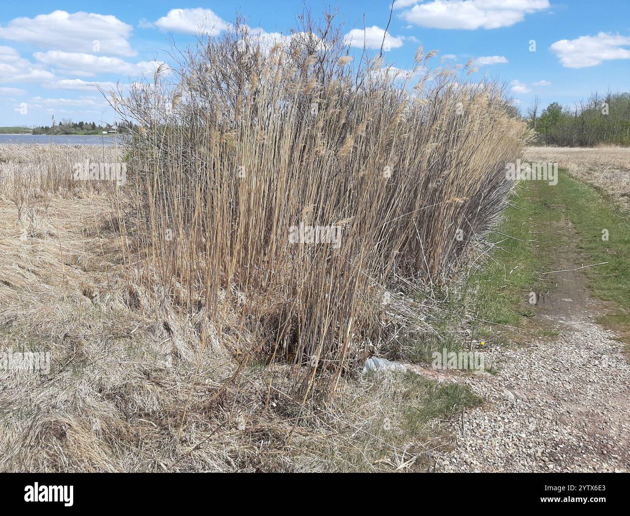 American common reed (Phragmites australis americanus Stock Photo - Alamy