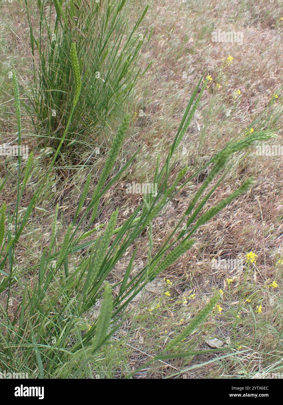 Crested Wheatgrass (Agropyron cristatum Stock Photo - Alamy