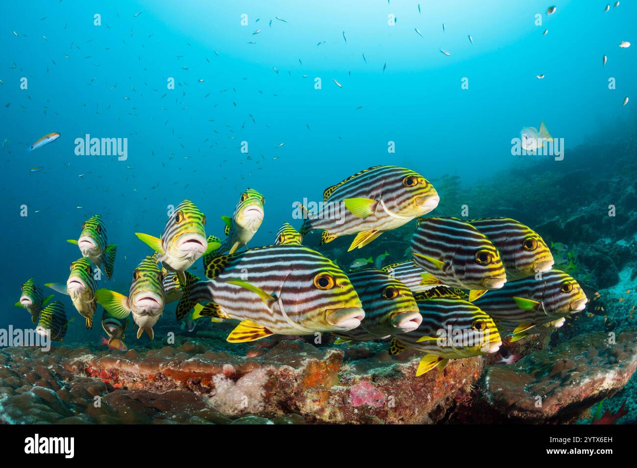 Shoal of Oriental Sweetlips, Plectorhinchus vittatus, North Ari Atoll ...