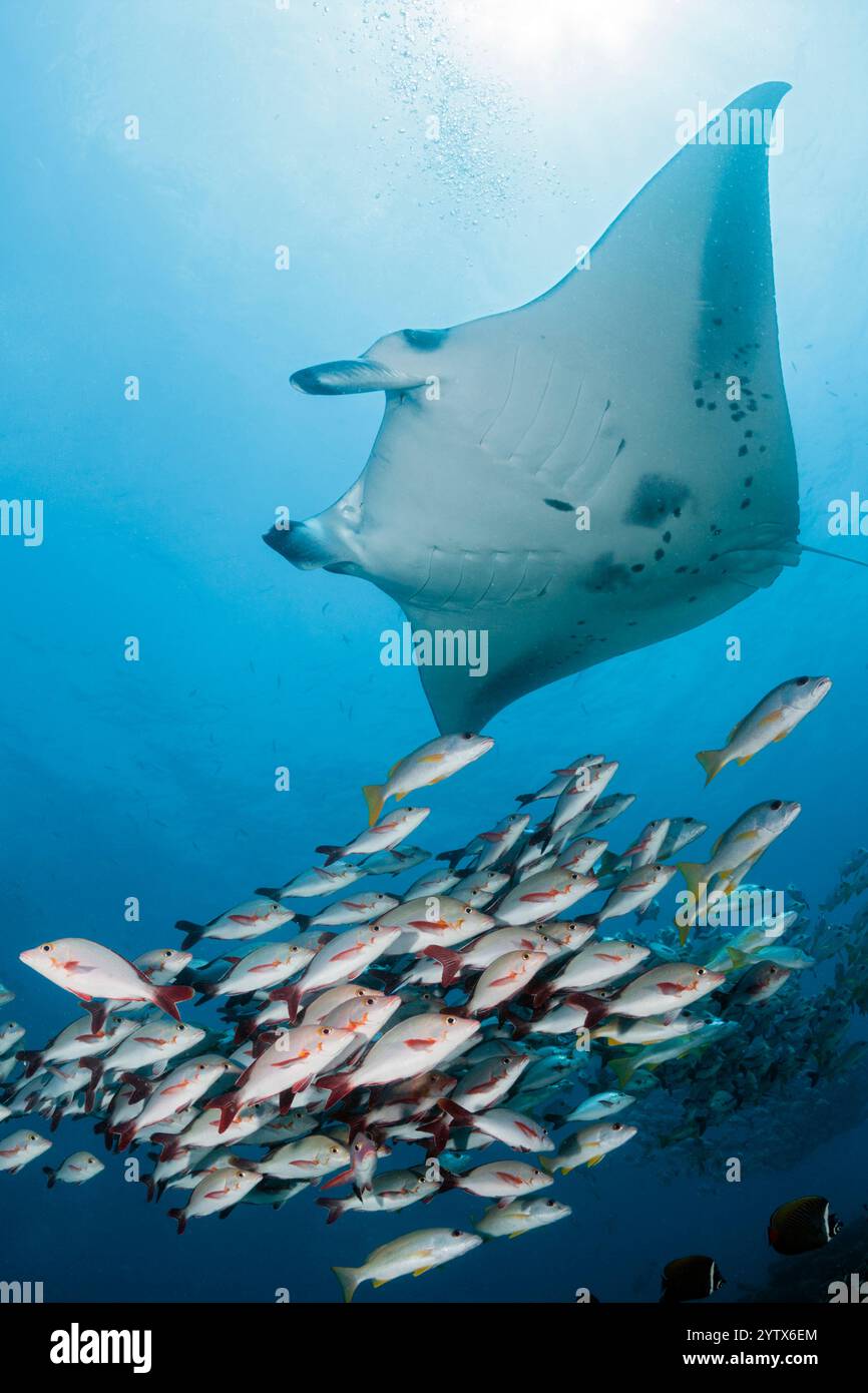 Reef manta ray and humpback snapper hi-res stock photography and images - Alamy