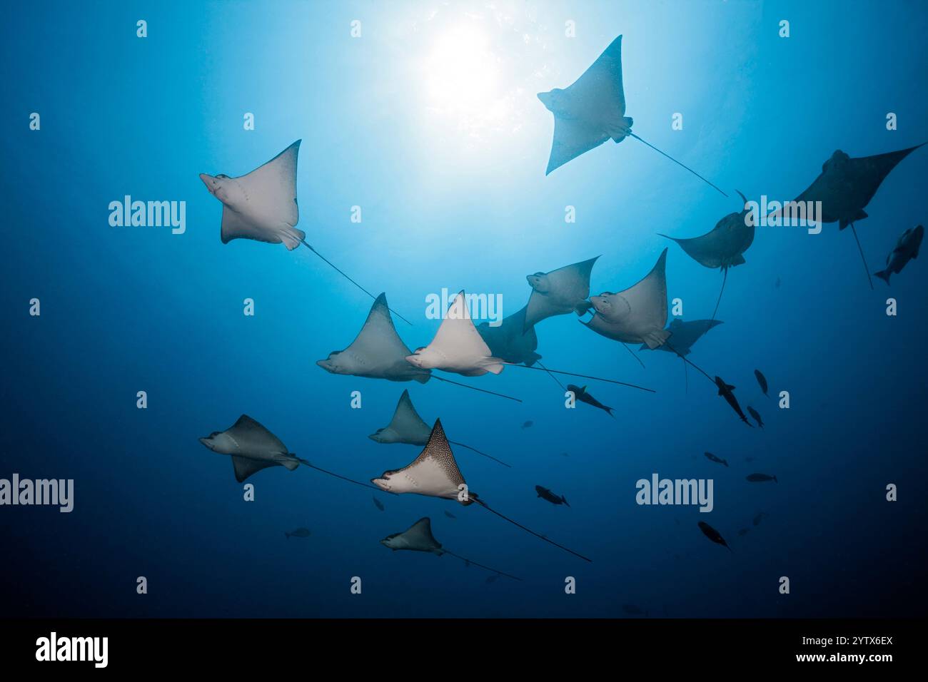 Group of Spotted Eagle Rays, Aetobatus narinari, Felidhu Atoll, Indian ...