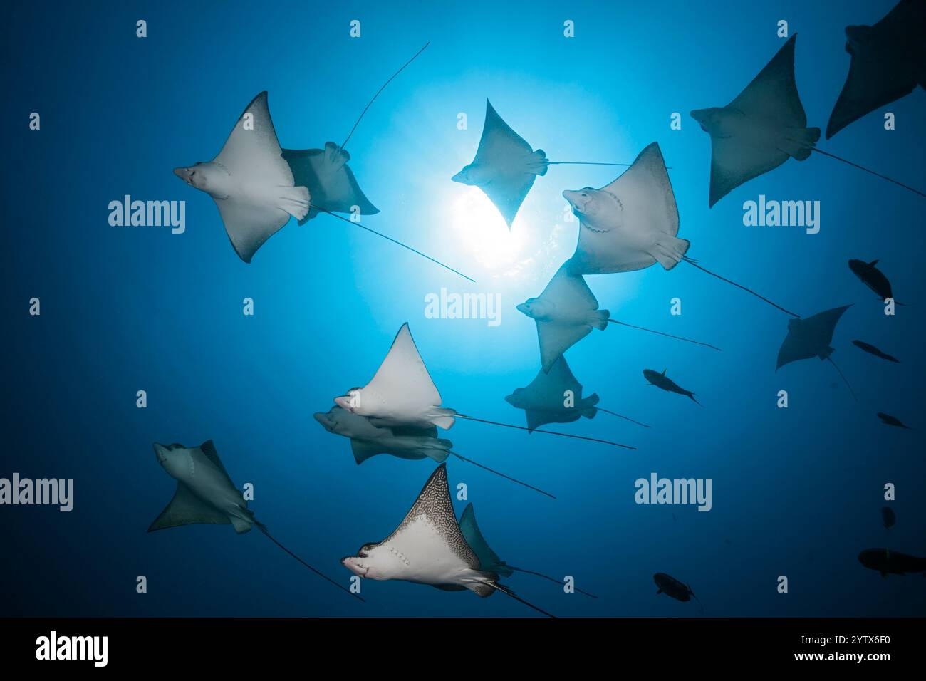 Group of Spotted Eagle Rays, Aetobatus narinari, Felidhu Atoll, Indian ...