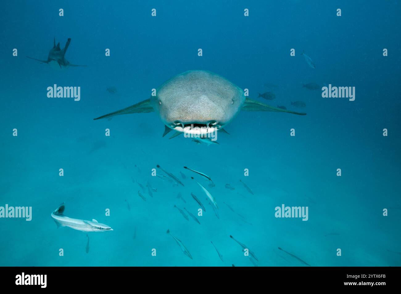 Nurse Shark, Nebrius ferrugineus, Felidhu Atoll, Indian Ocean, Maldives ...