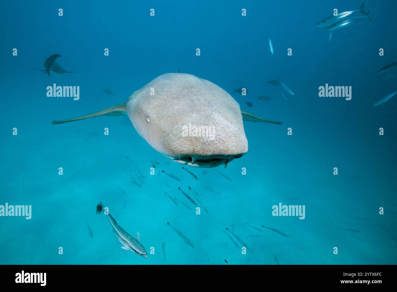 Nurse Shark, Nebrius ferrugineus, Felidhu Atoll, Indian Ocean, Maldives ...