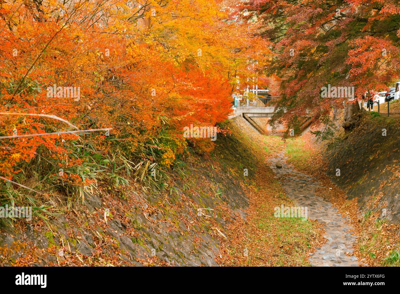 Autumn forest red maple leaf. Momiji kairo festival, the most famouse autumn festival ...