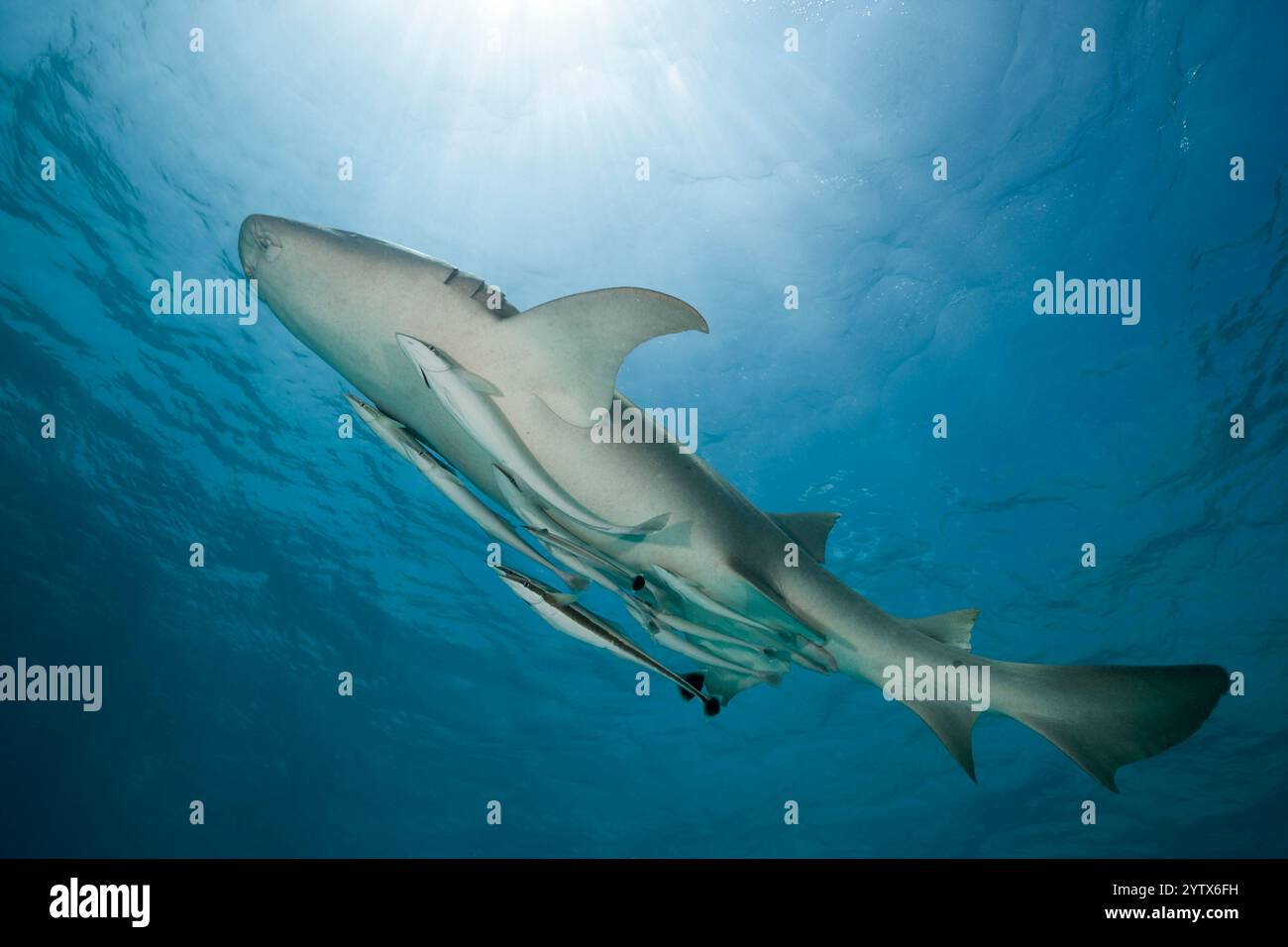 Nurse Shark, Nebrius ferrugineus, Felidhu Atoll, Indian Ocean, Maldives ...