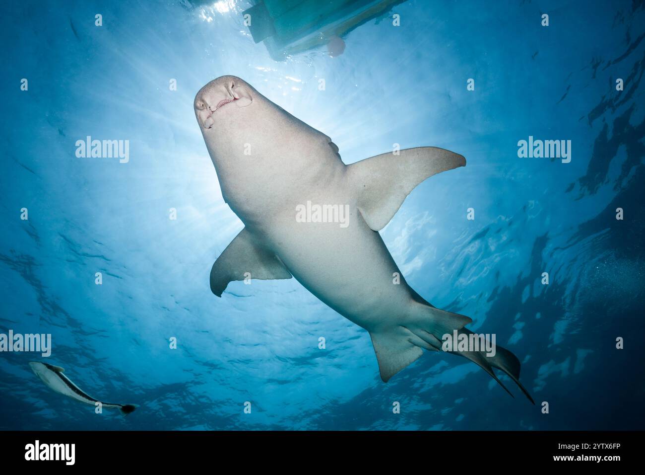 Nurse Shark, Nebrius ferrugineus, Felidhu Atoll, Indian Ocean, Maldives ...
