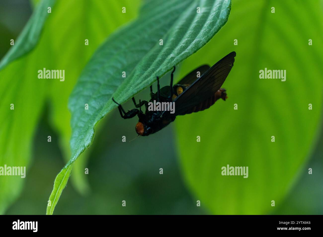 Cicadas head hi-res stock photography and images - Alamy