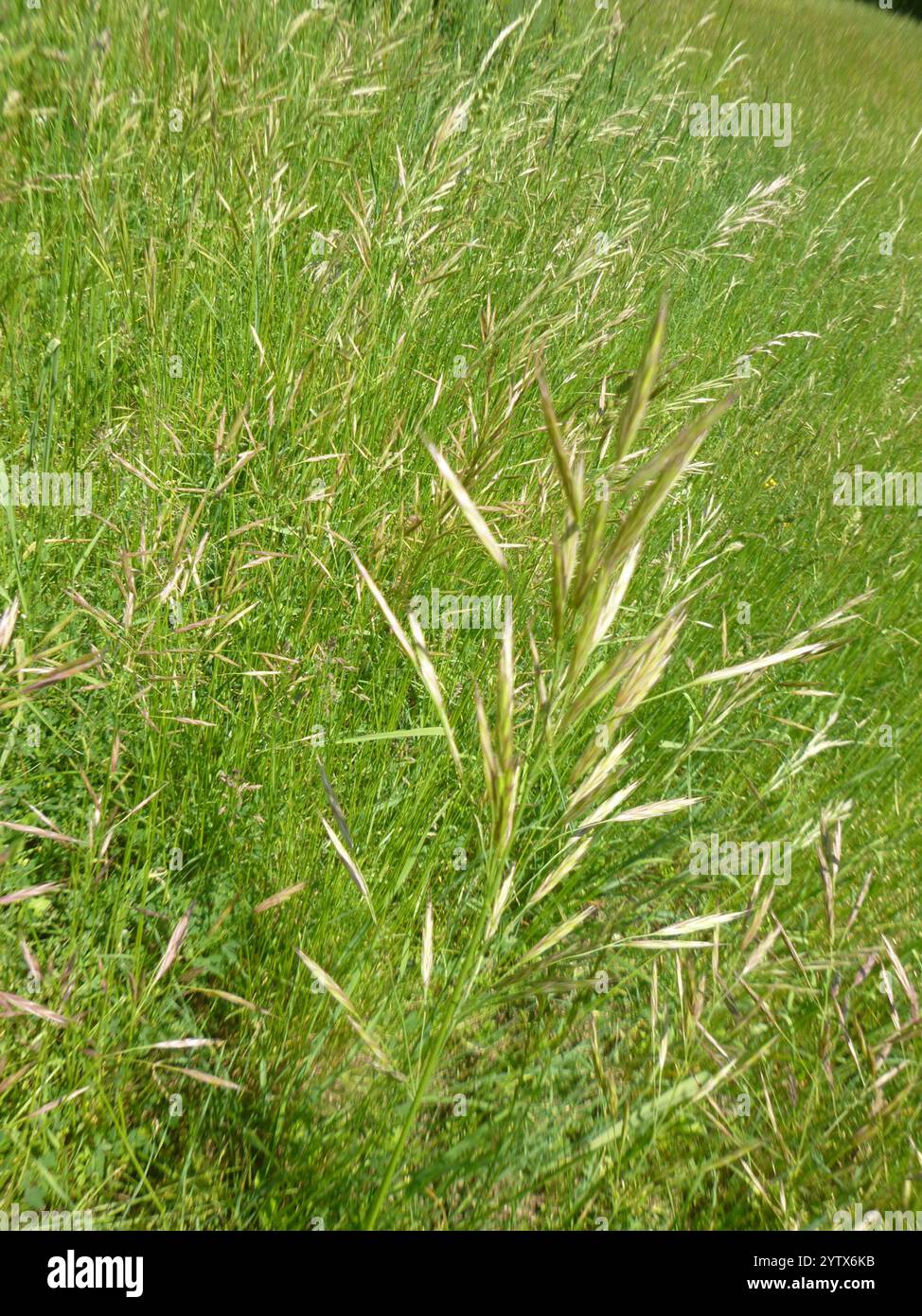 Upright Brome (Bromus erectus Stock Photo - Alamy