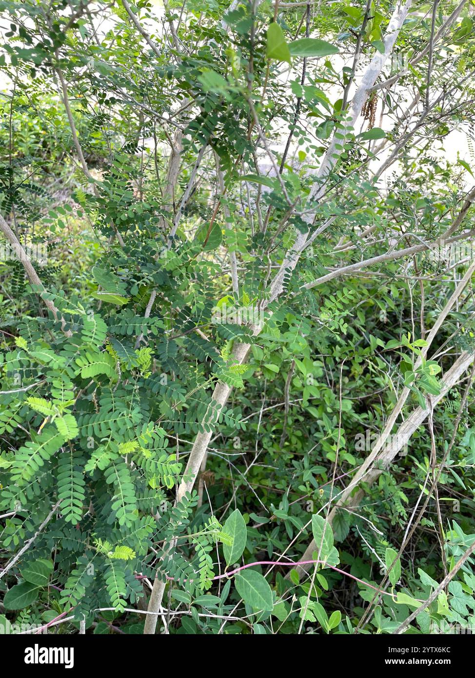 Texas Kidneywood (Eysenhardtia texana Stock Photo - Alamy