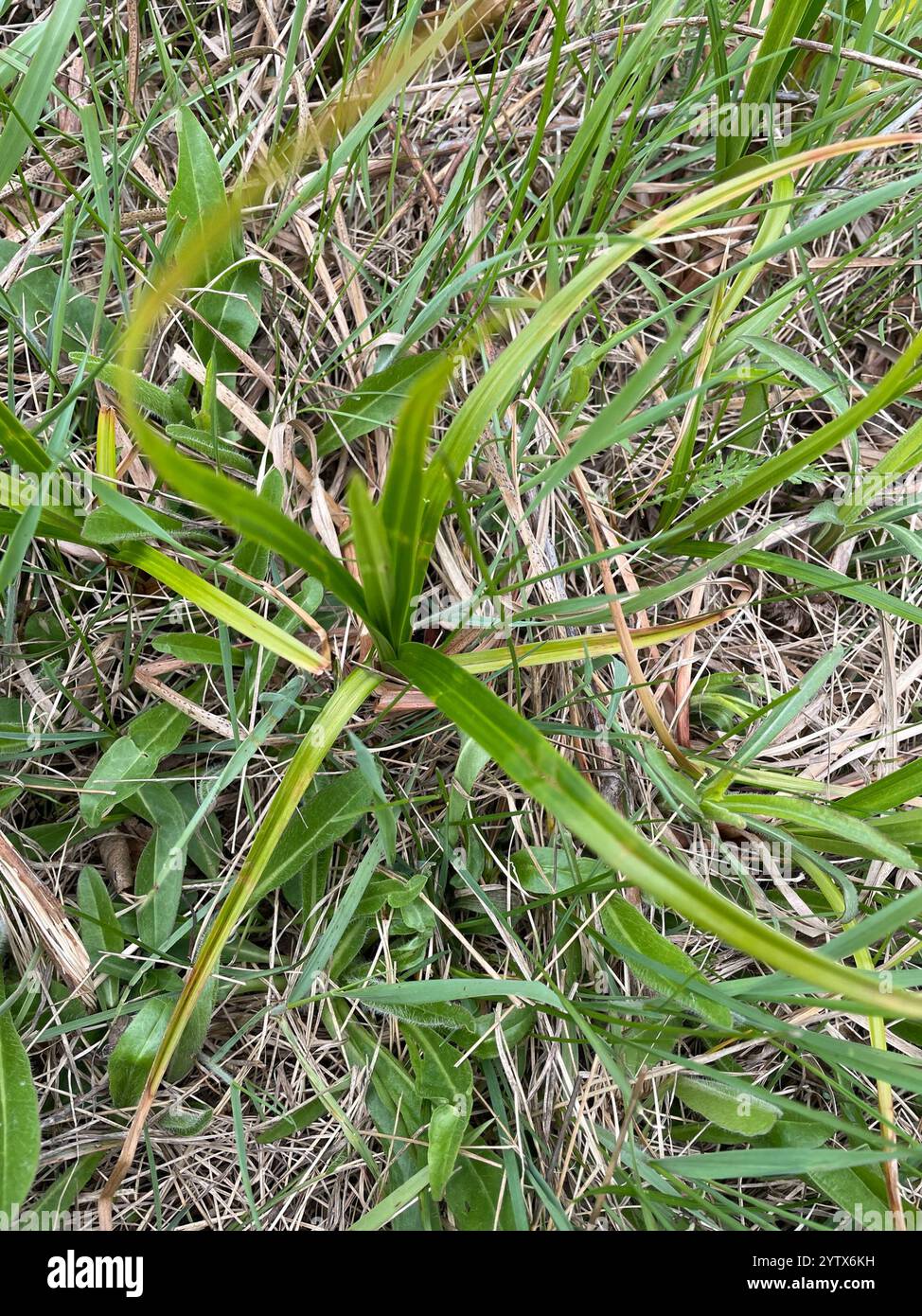 Panicled Bulrush (Scirpus microcarpus Stock Photo - Alamy