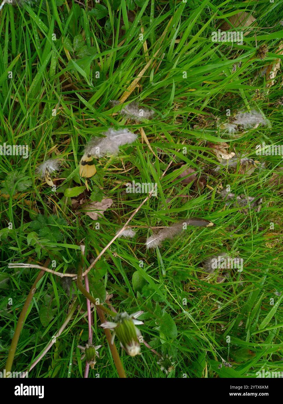 Reeves's Pheasant (Syrmaticus reevesii Stock Photo - Alamy