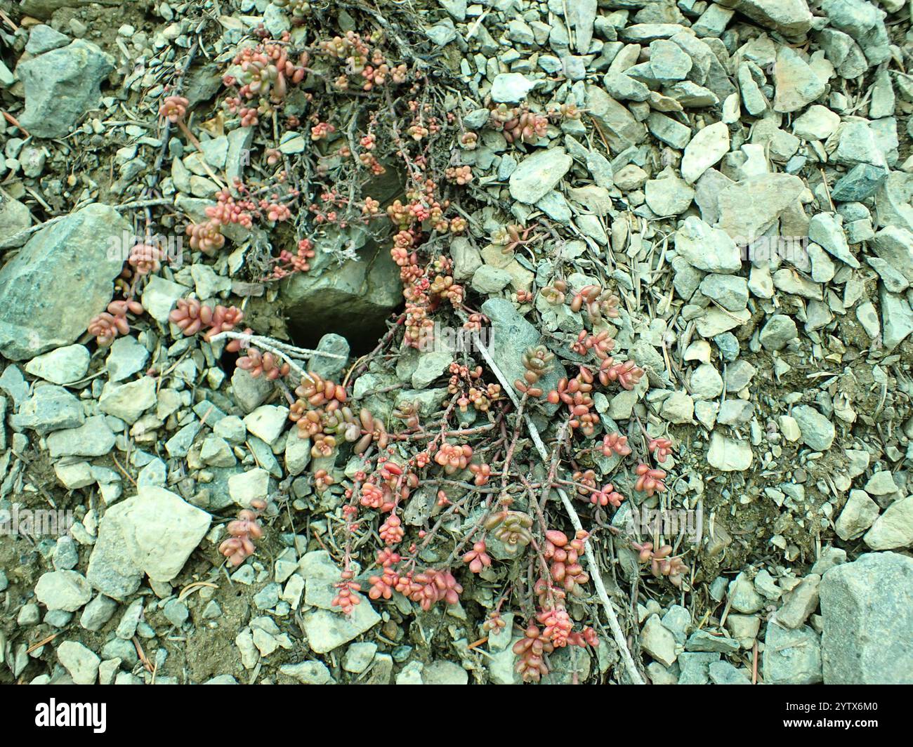 Pacific stonecrop (Sedum divergens Stock Photo - Alamy
