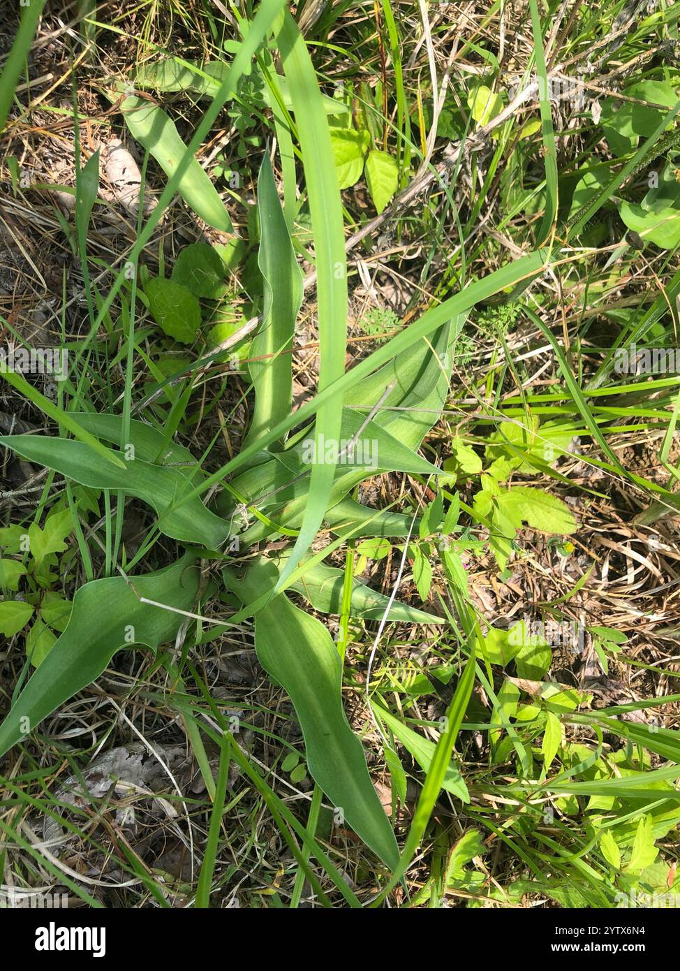 Eastern False Aloe (Manfreda virginica Stock Photo - Alamy