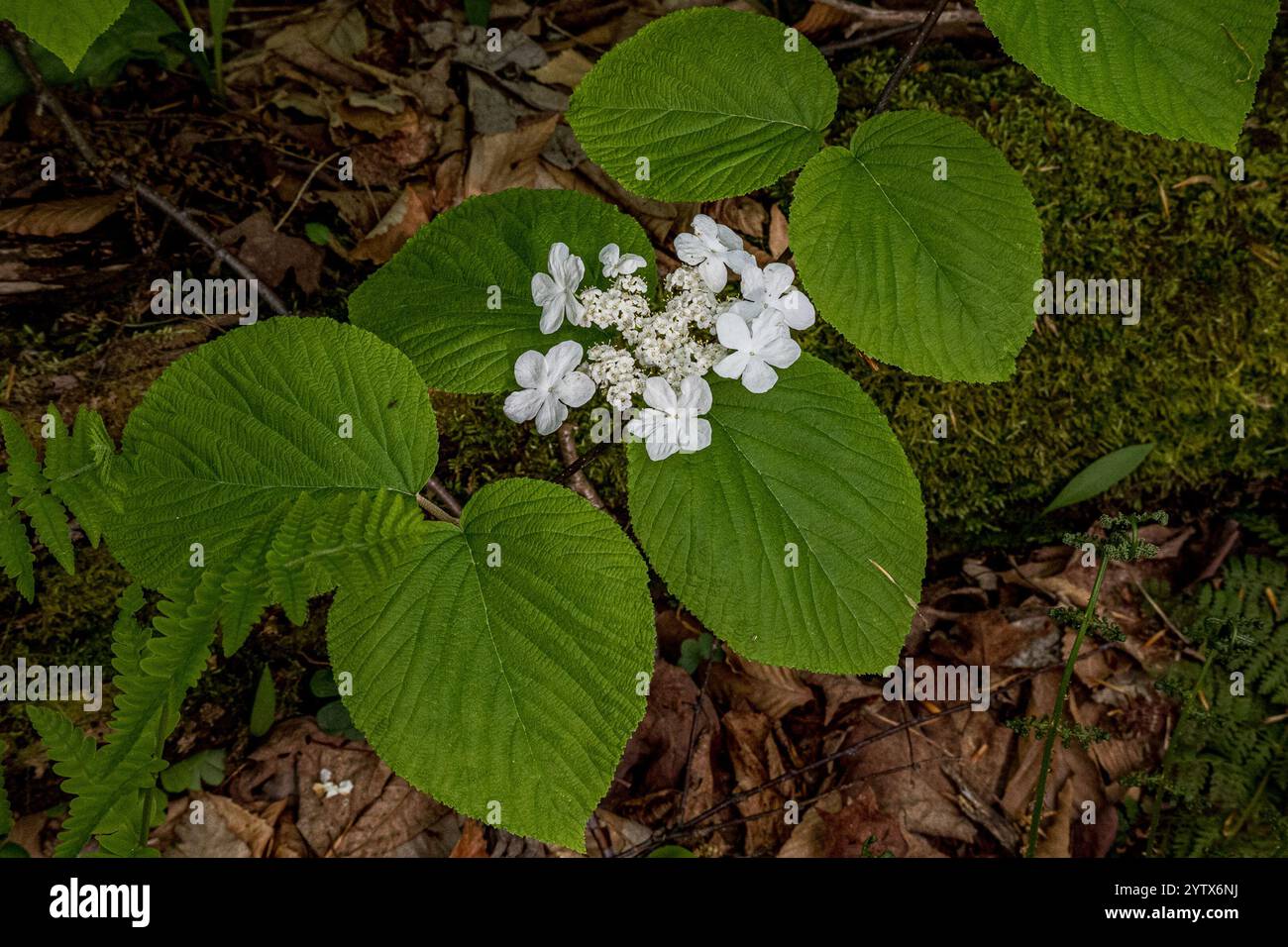 hobblebush (Viburnum lantanoides Stock Photo - Alamy
