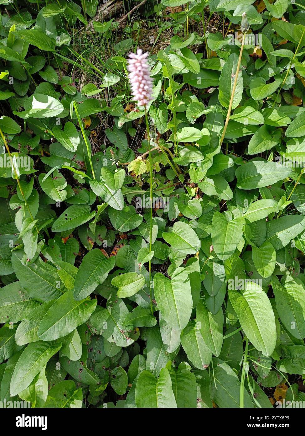 common bistort (Bistorta officinalis Stock Photo - Alamy