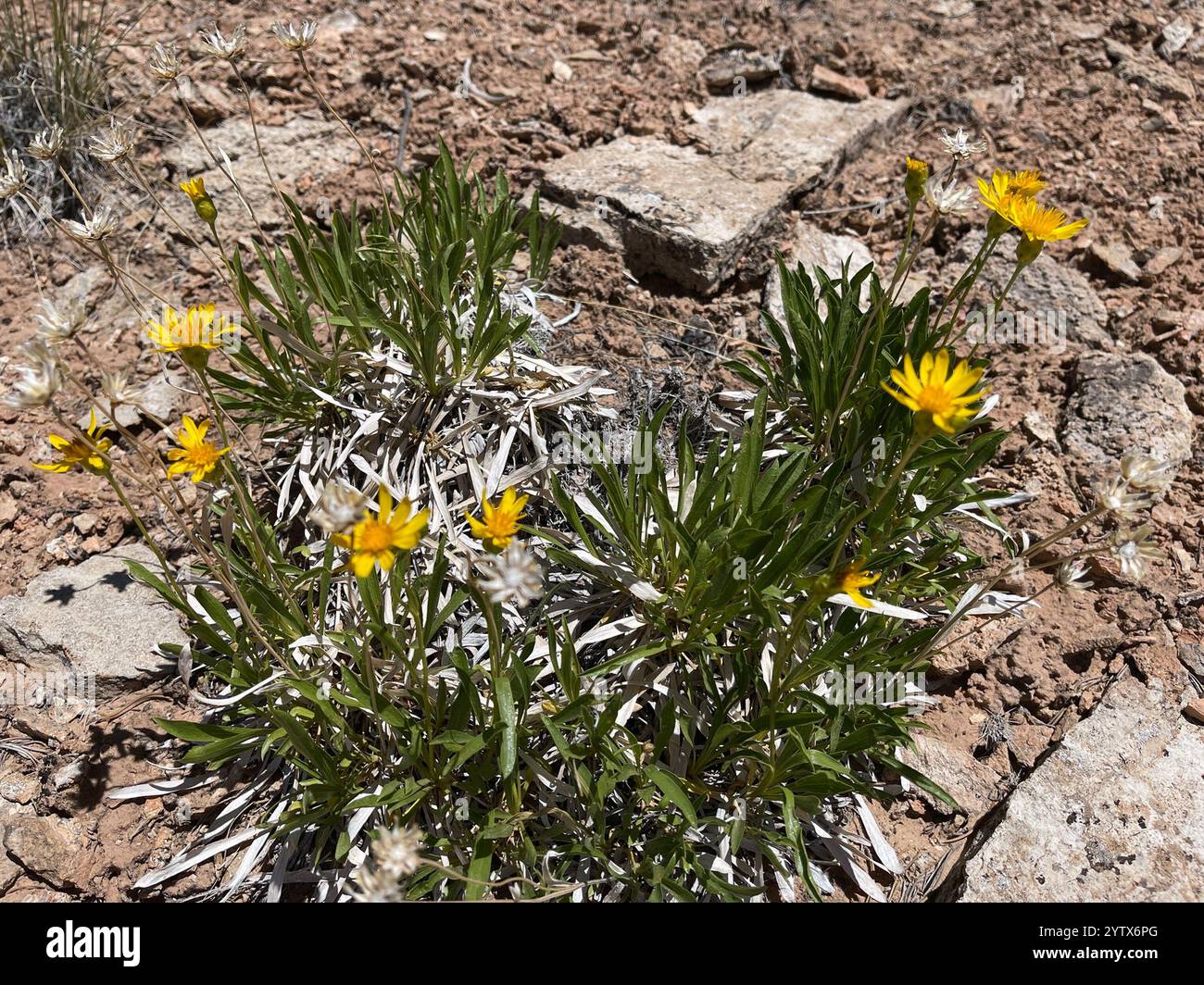 Thrift Mock Goldenweed (Stenotus armerioides Stock Photo - Alamy