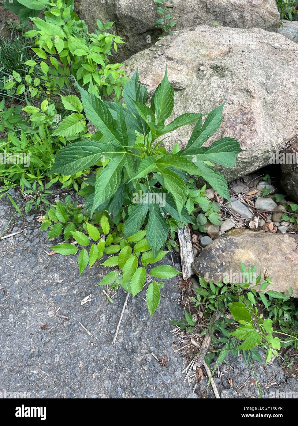 giant ragweed (Ambrosia trifida Stock Photo - Alamy