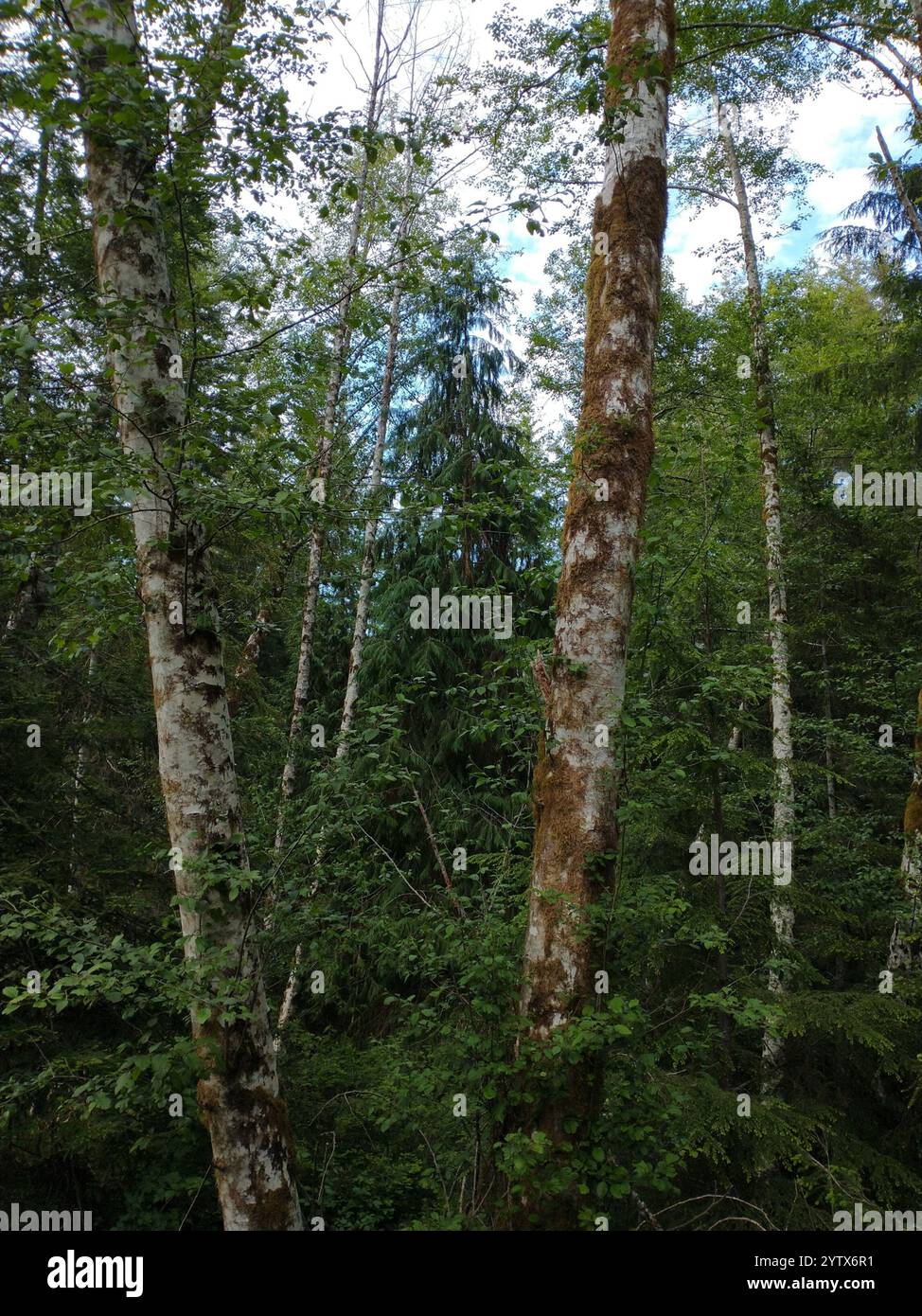 Red Alder (Alnus rubra Stock Photo - Alamy