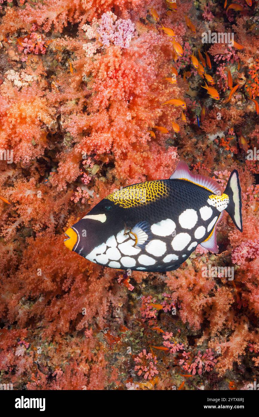 Clown Triggerfish, Balistoides conspicillum, Felidhu Atoll, Indian ...