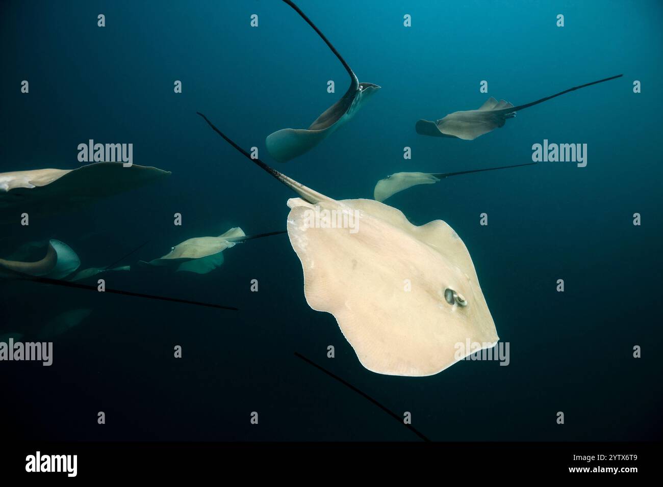 Pink Whipray, Pateobatis fai, North Male Atoll, Indian Ocean, Maldives ...