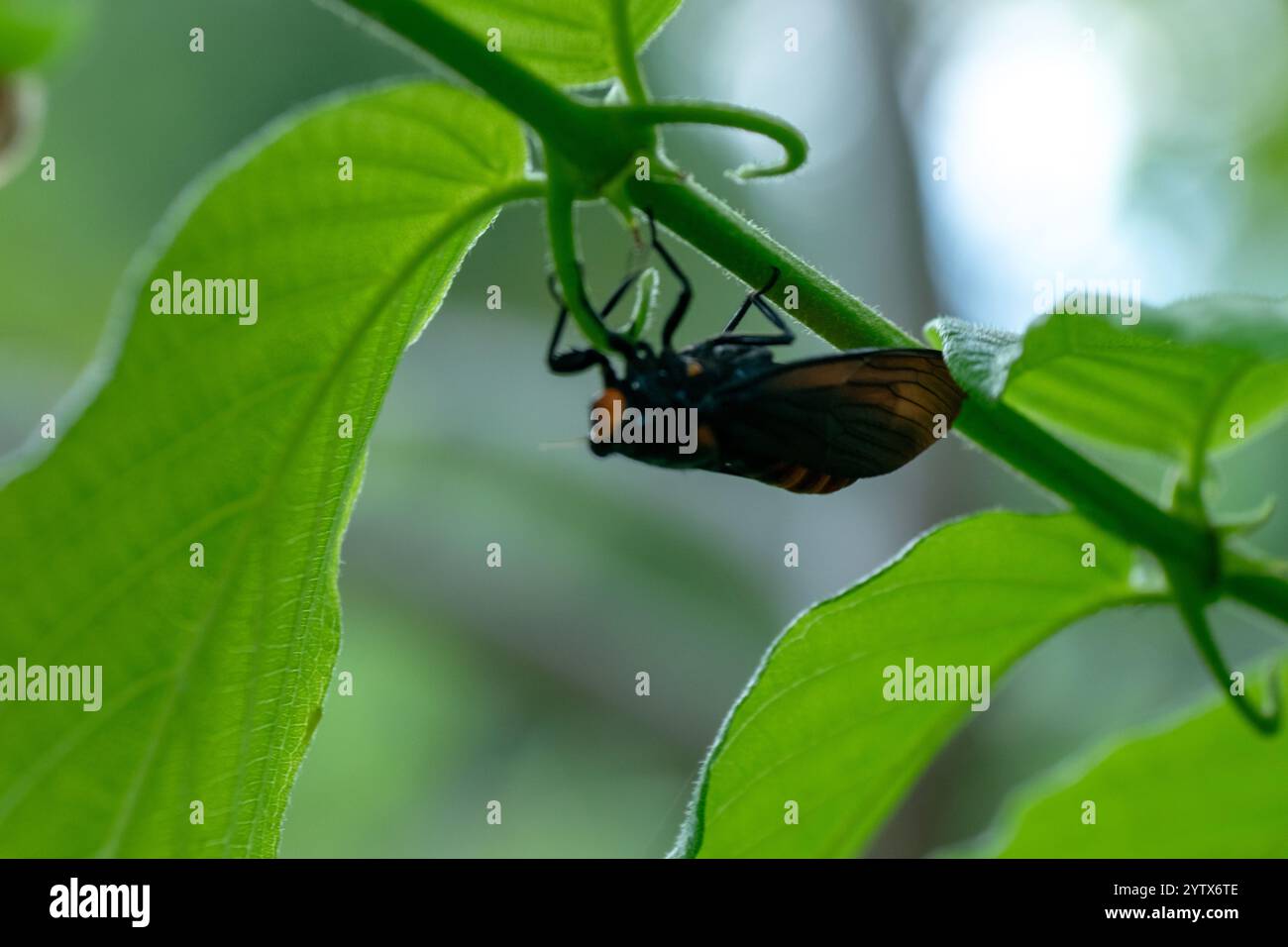 Cicadas colorful hi-res stock photography and images - Alamy