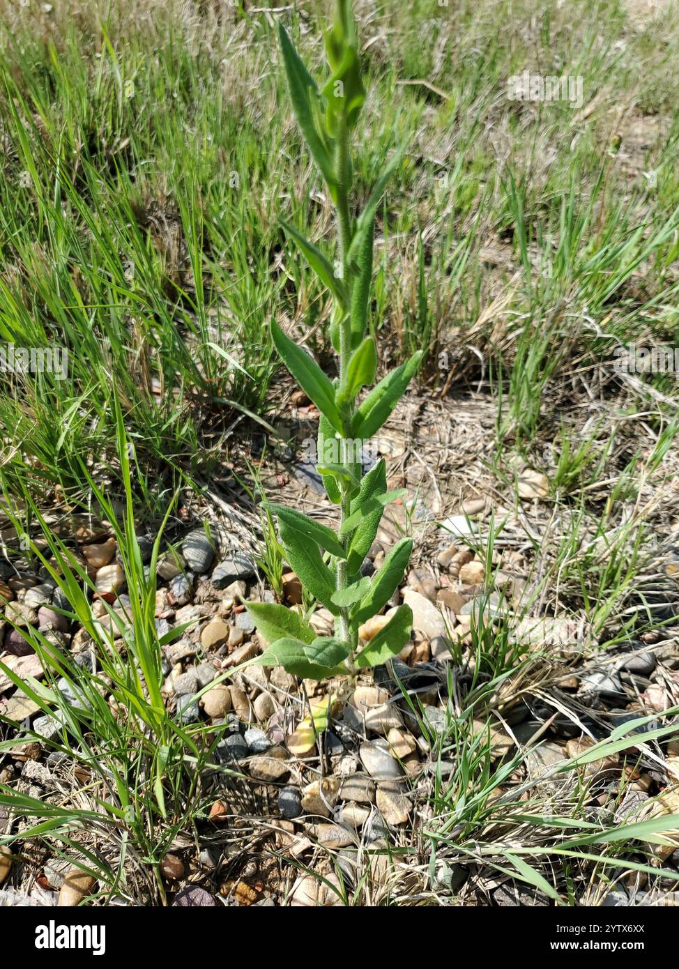 mustard family (Brassicaceae Stock Photo - Alamy