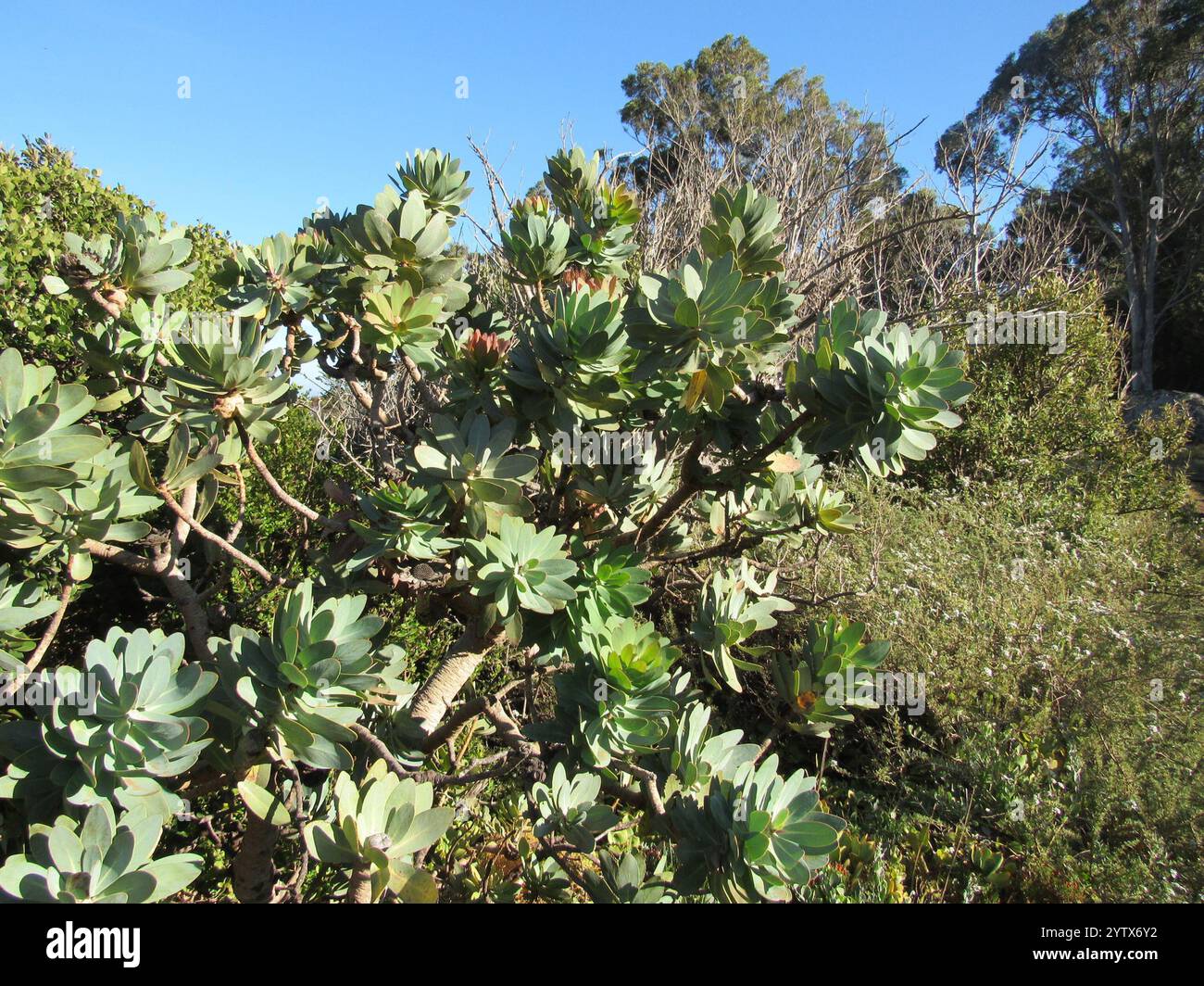 Wagon Tree (Protea nitida Stock Photo - Alamy