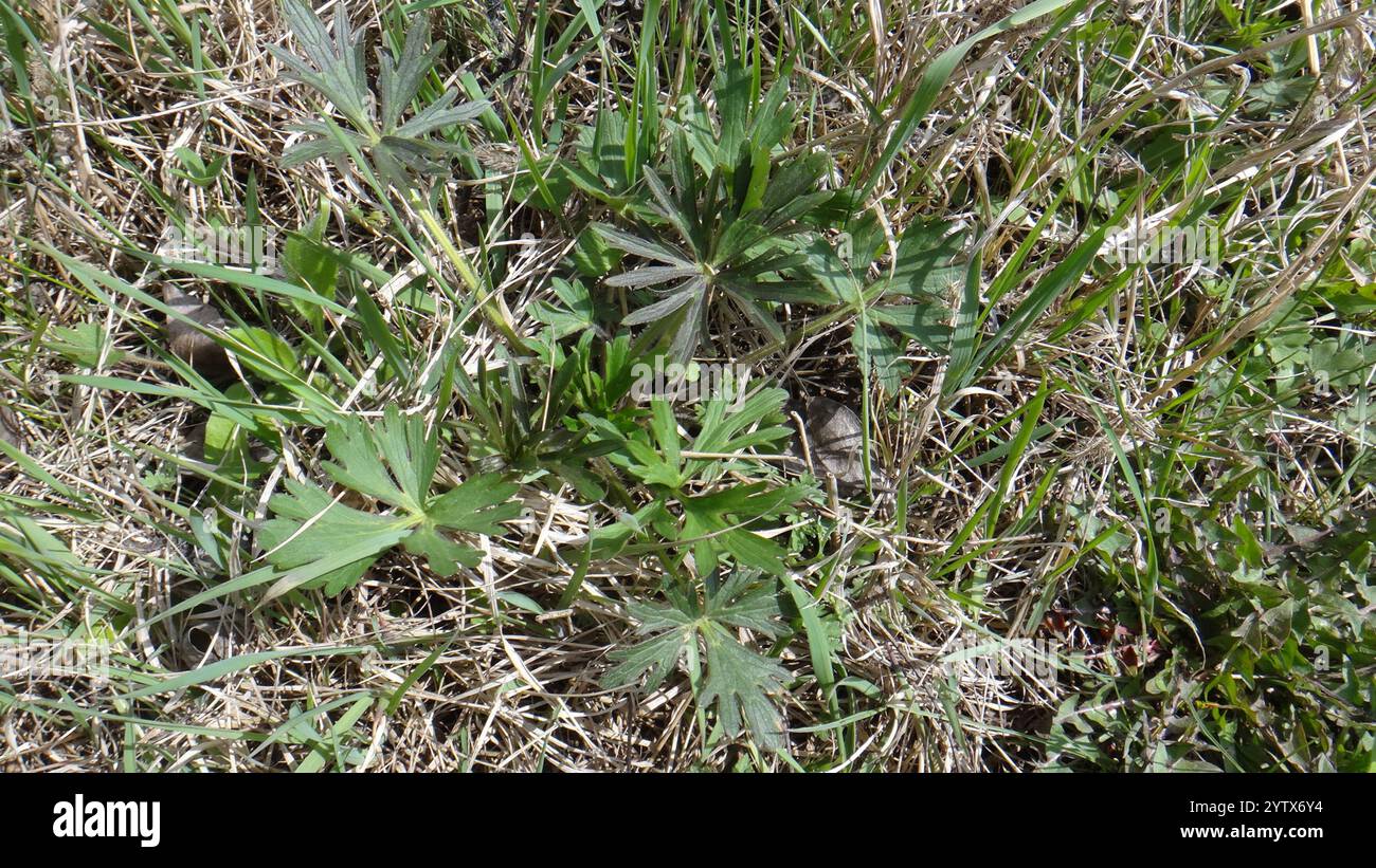 Multi-flowered Buttercup (Ranunculus polyanthemos Stock Photo - Alamy