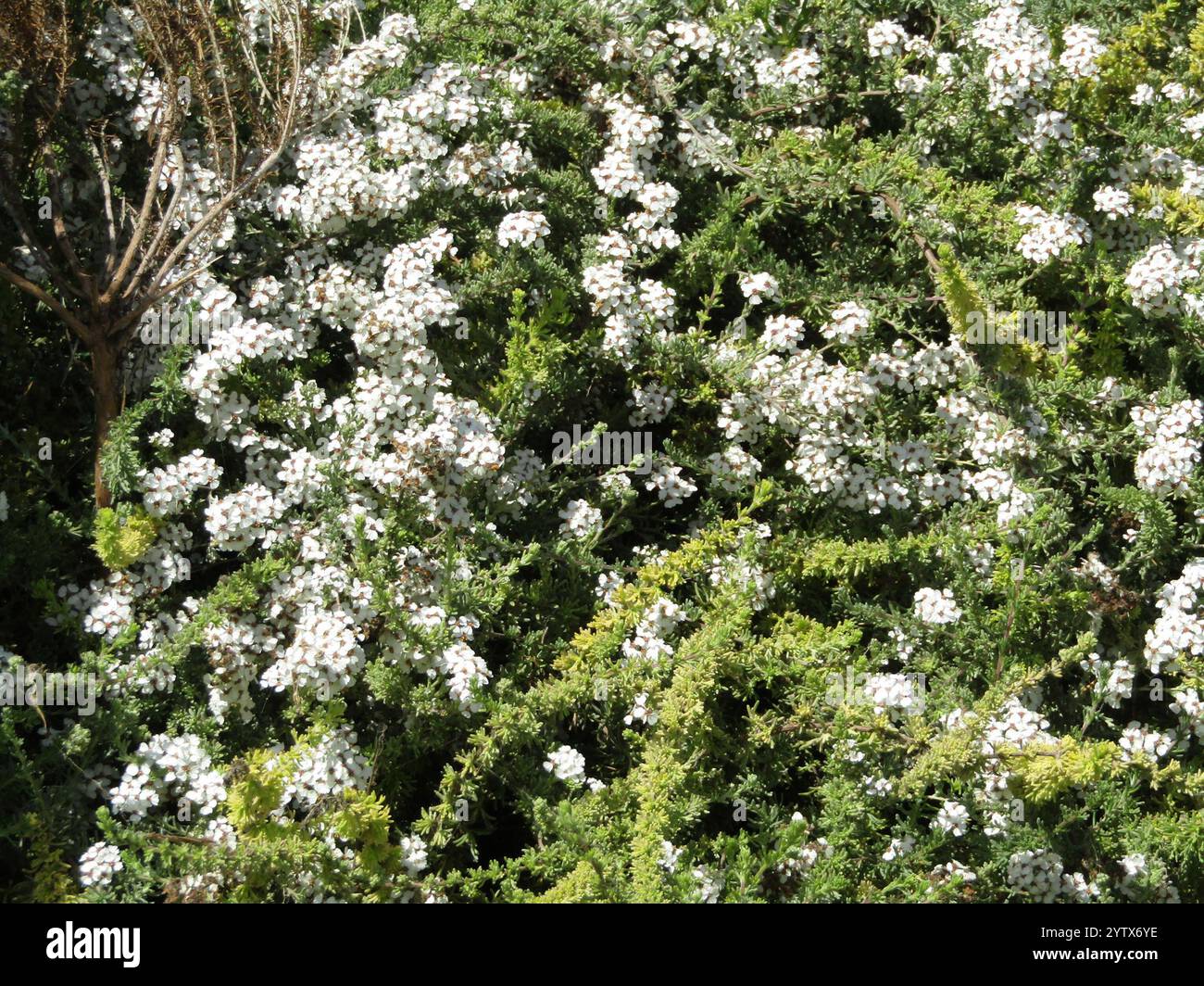 Cape Snow Bush (Eriocephalus africanus Stock Photo - Alamy