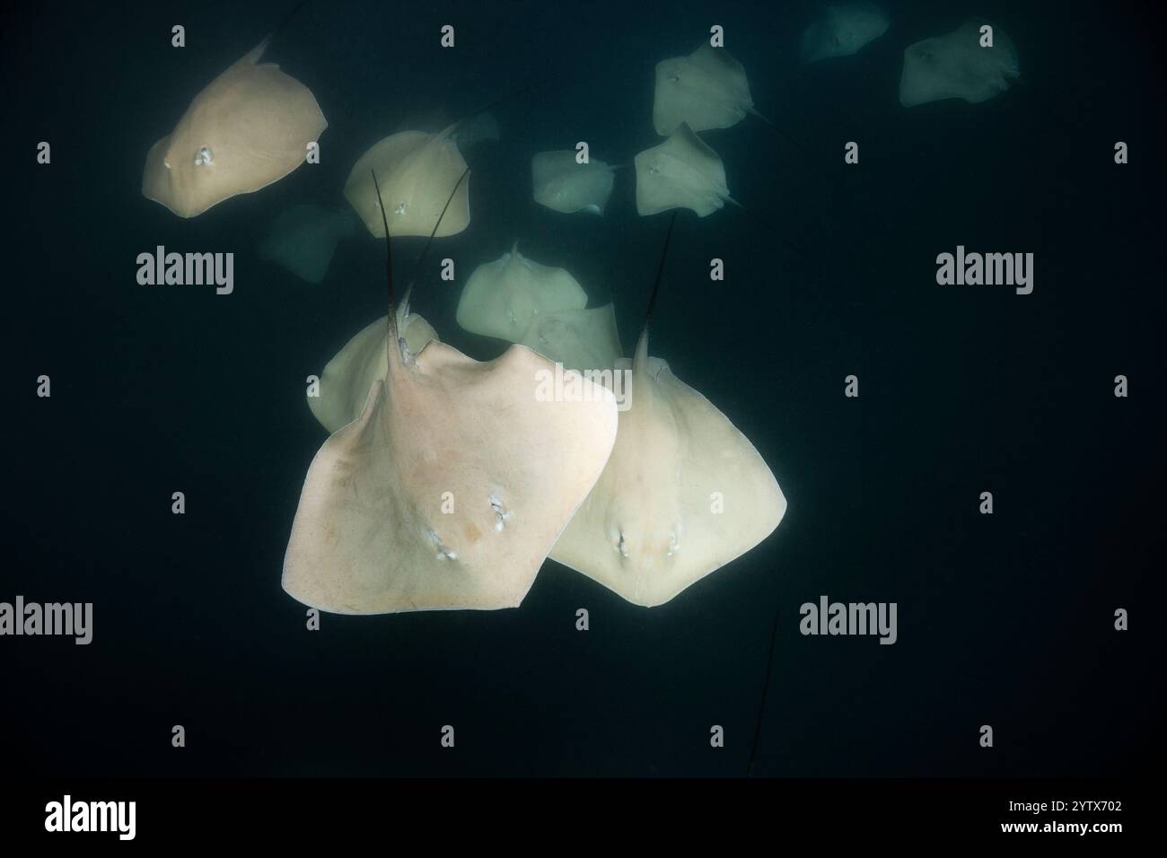 Pink Whipray, Pateobatis fai, North Male Atoll, Indian Ocean, Maldives ...