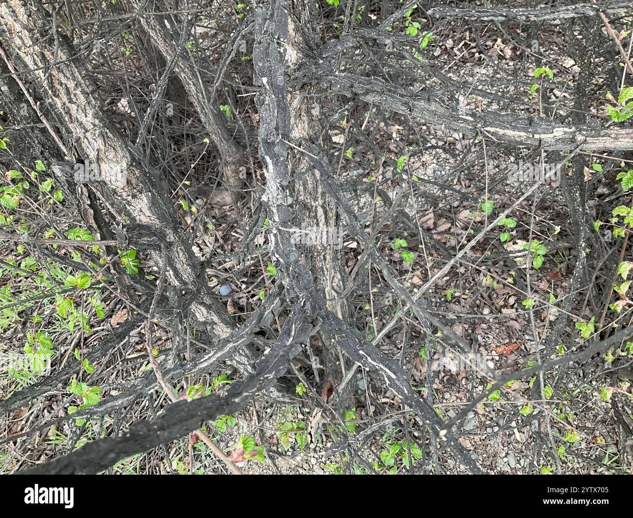 elm family (Ulmaceae Stock Photo - Alamy