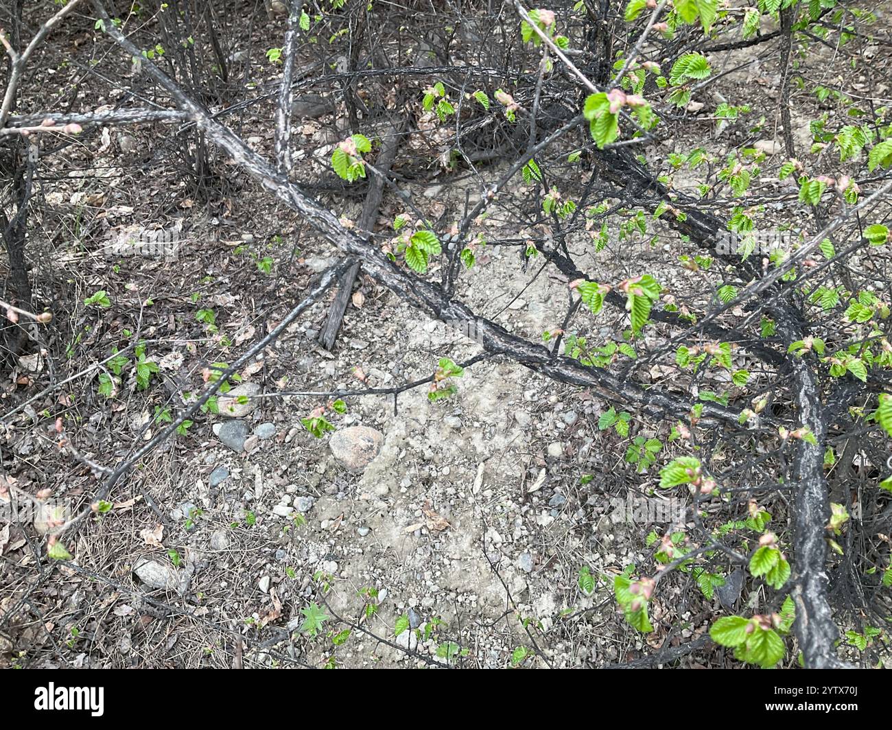 elm family (Ulmaceae Stock Photo - Alamy