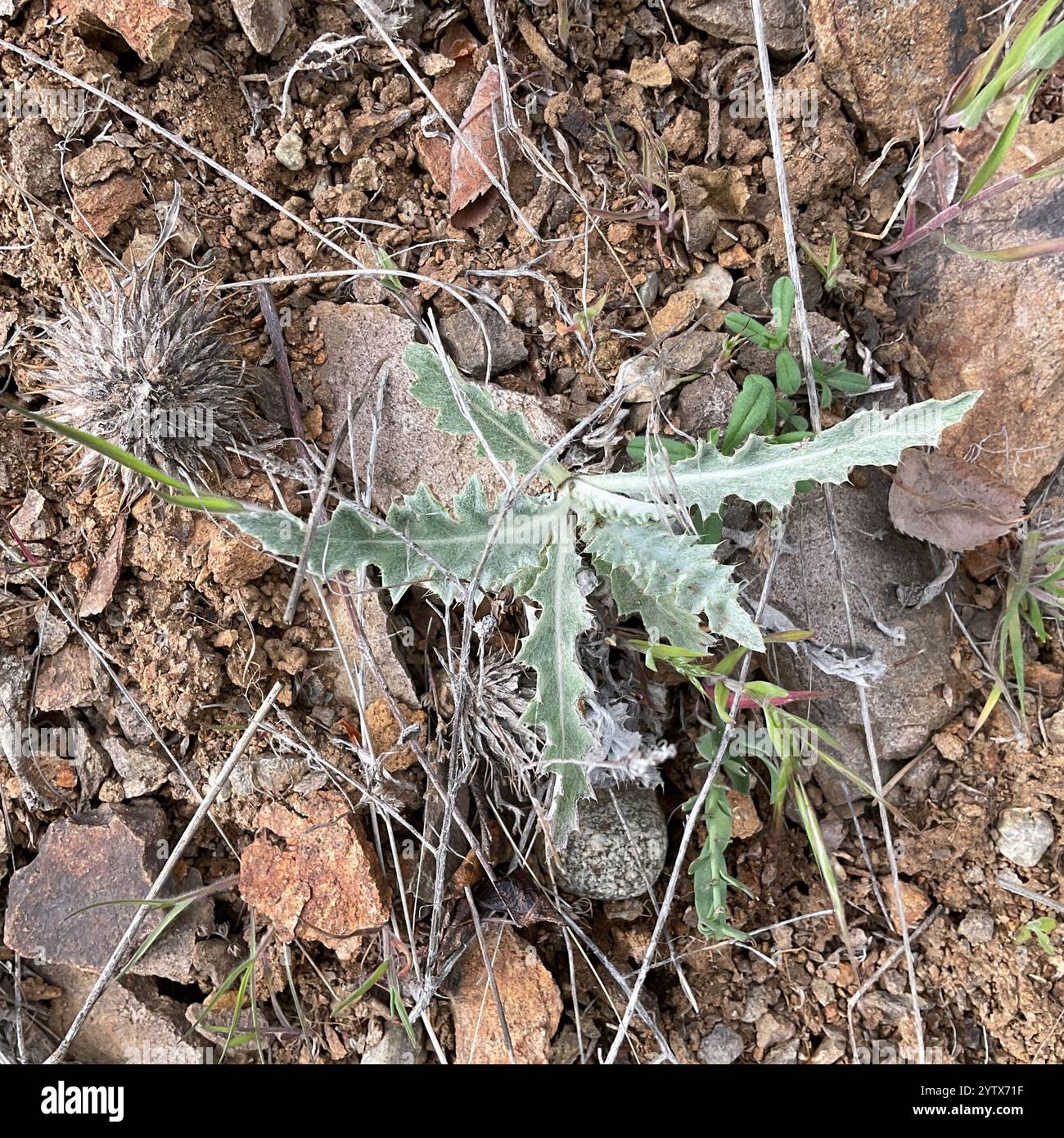 wavyleaf thistle (Cirsium undulatum Stock Photo - Alamy