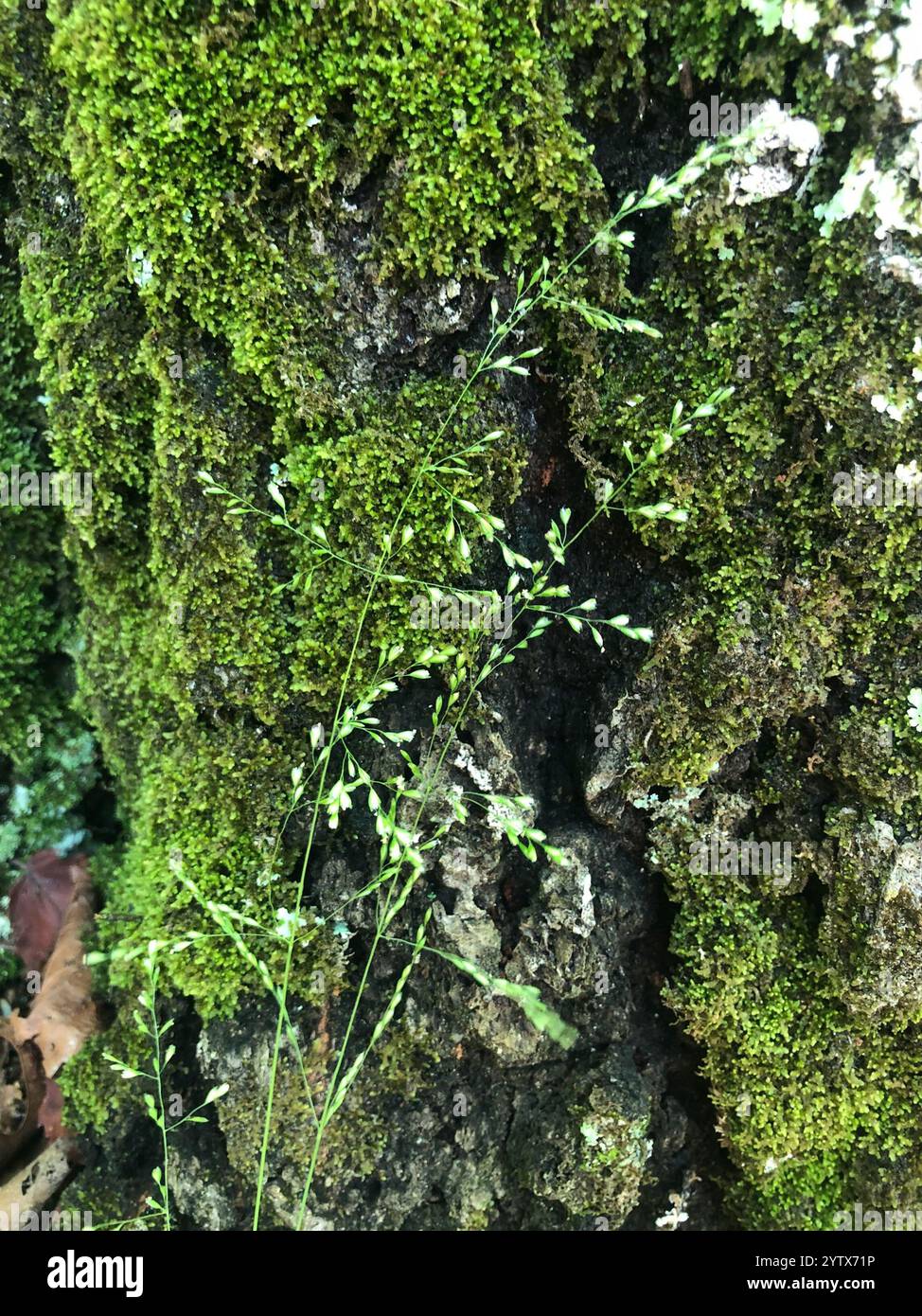 Shiny Wedgegrass (Sphenopholis nitida Stock Photo - Alamy