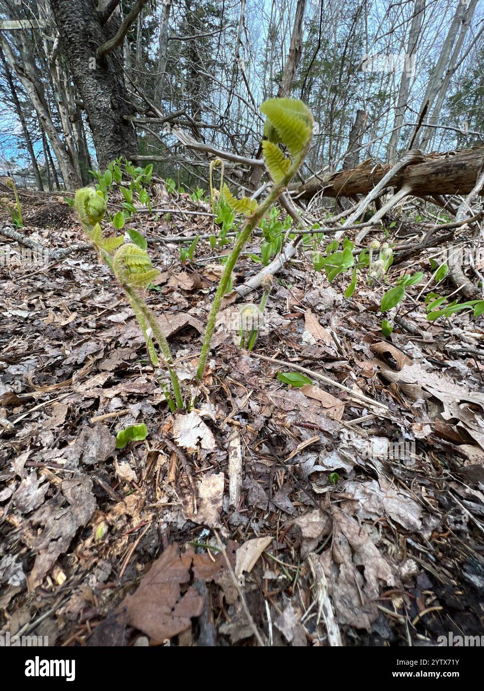 Royal fern family (Osmundaceae Stock Photo - Alamy