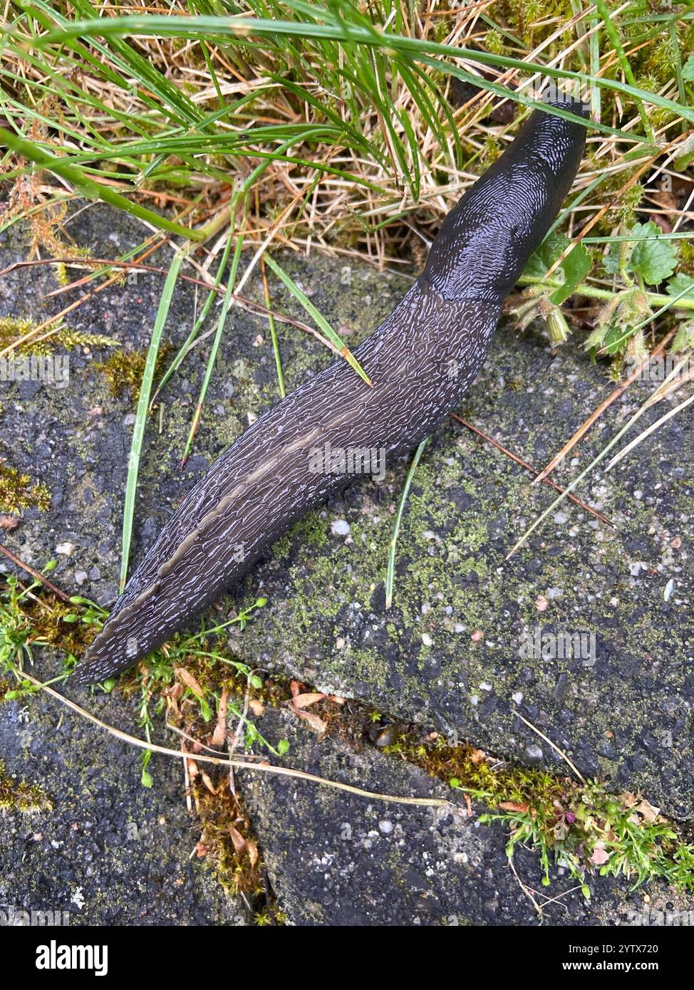 Ash-black Slug (Limax cinereoniger Stock Photo - Alamy