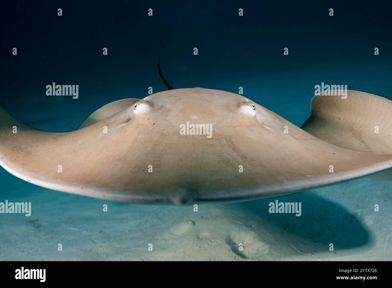 Pink Whipray, Pateobatis fai, North Male Atoll, Indian Ocean, Maldives ...