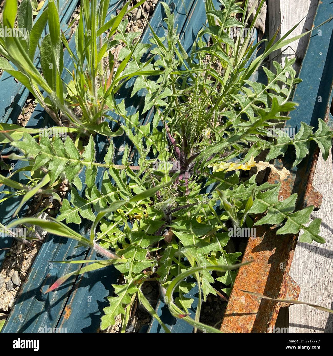 Tall Tumblemustard (Sisymbrium altissimum Stock Photo - Alamy