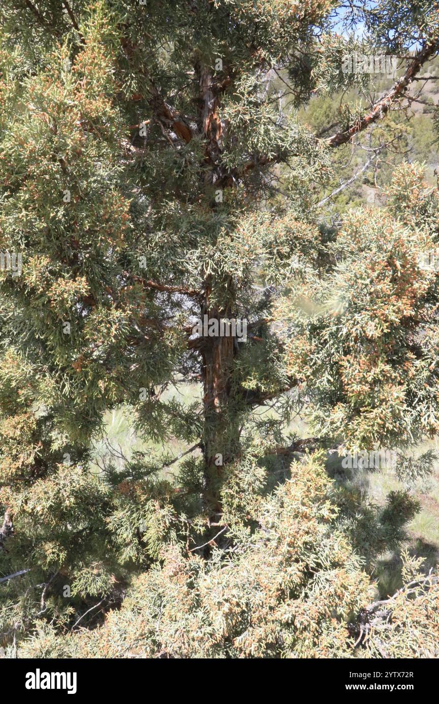 western juniper (Juniperus occidentalis Stock Photo - Alamy