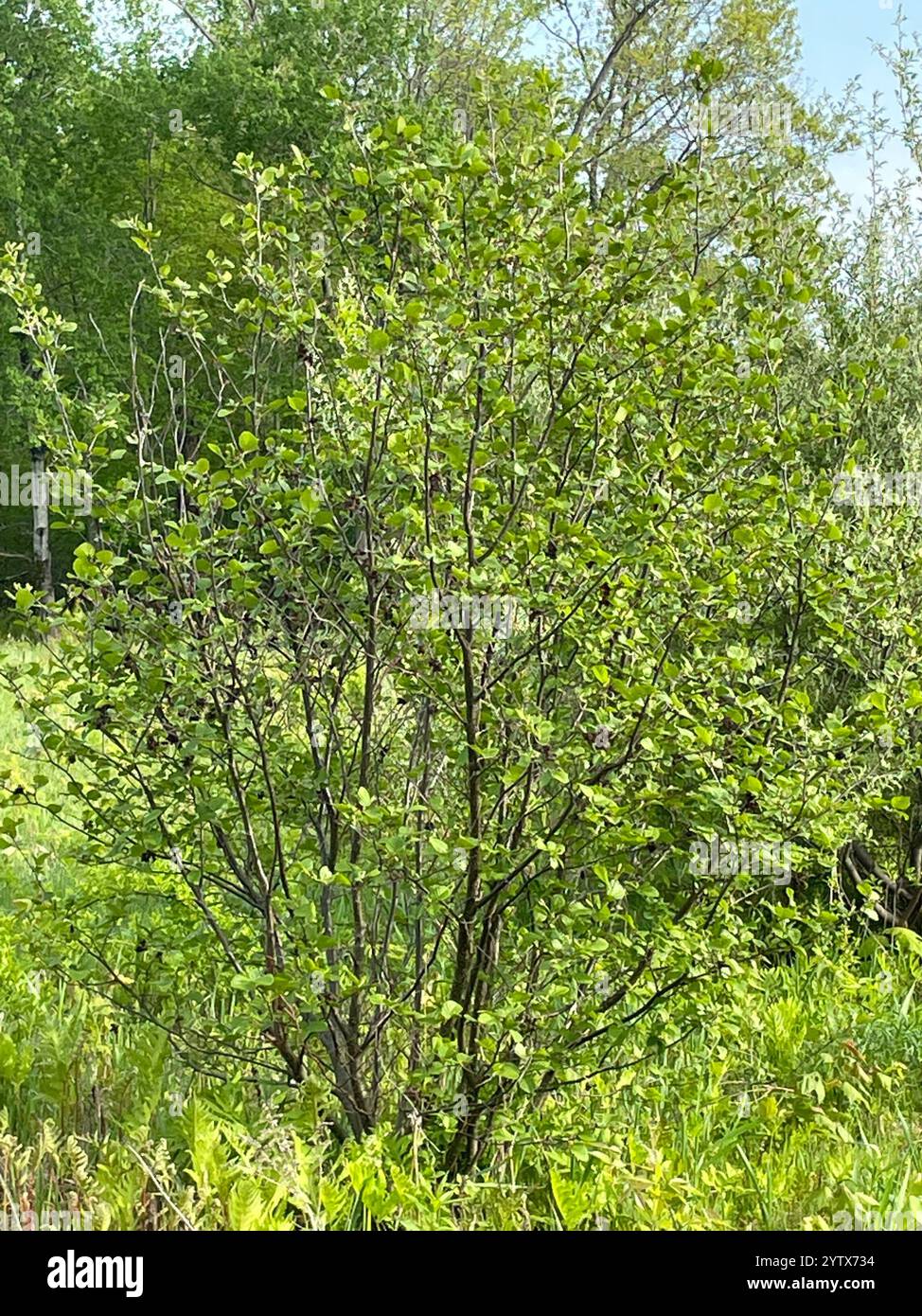 grey alder (Alnus incana Stock Photo - Alamy