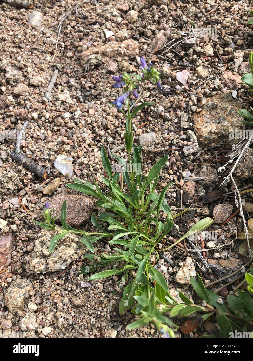 Front Range Beardtongue (Penstemon virens Stock Photo - Alamy