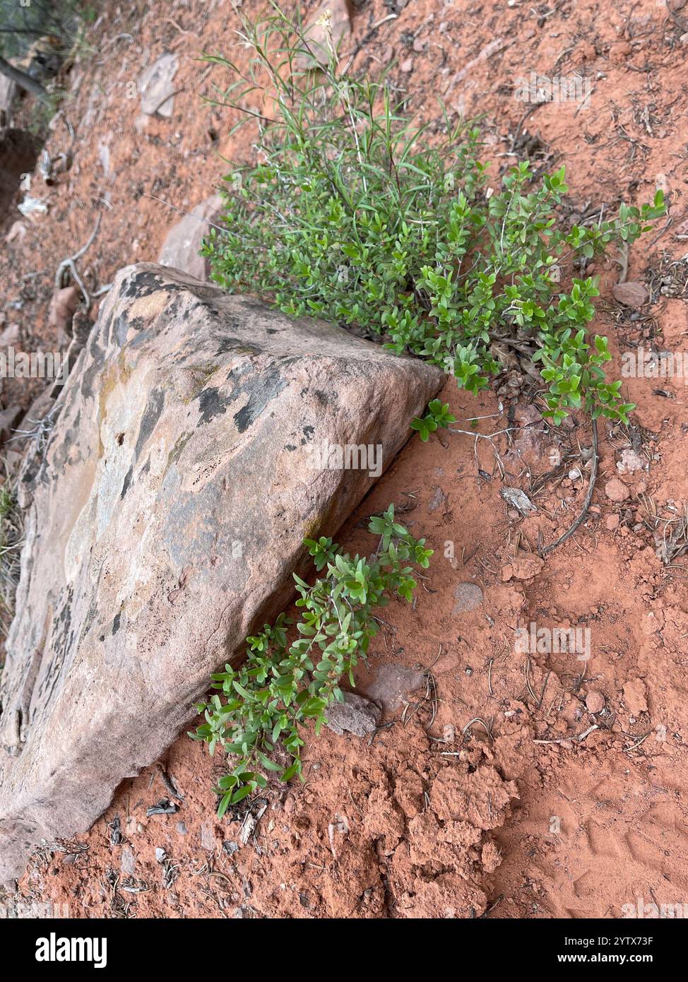 Oregon Boxwood (Paxistima myrsinites Stock Photo - Alamy