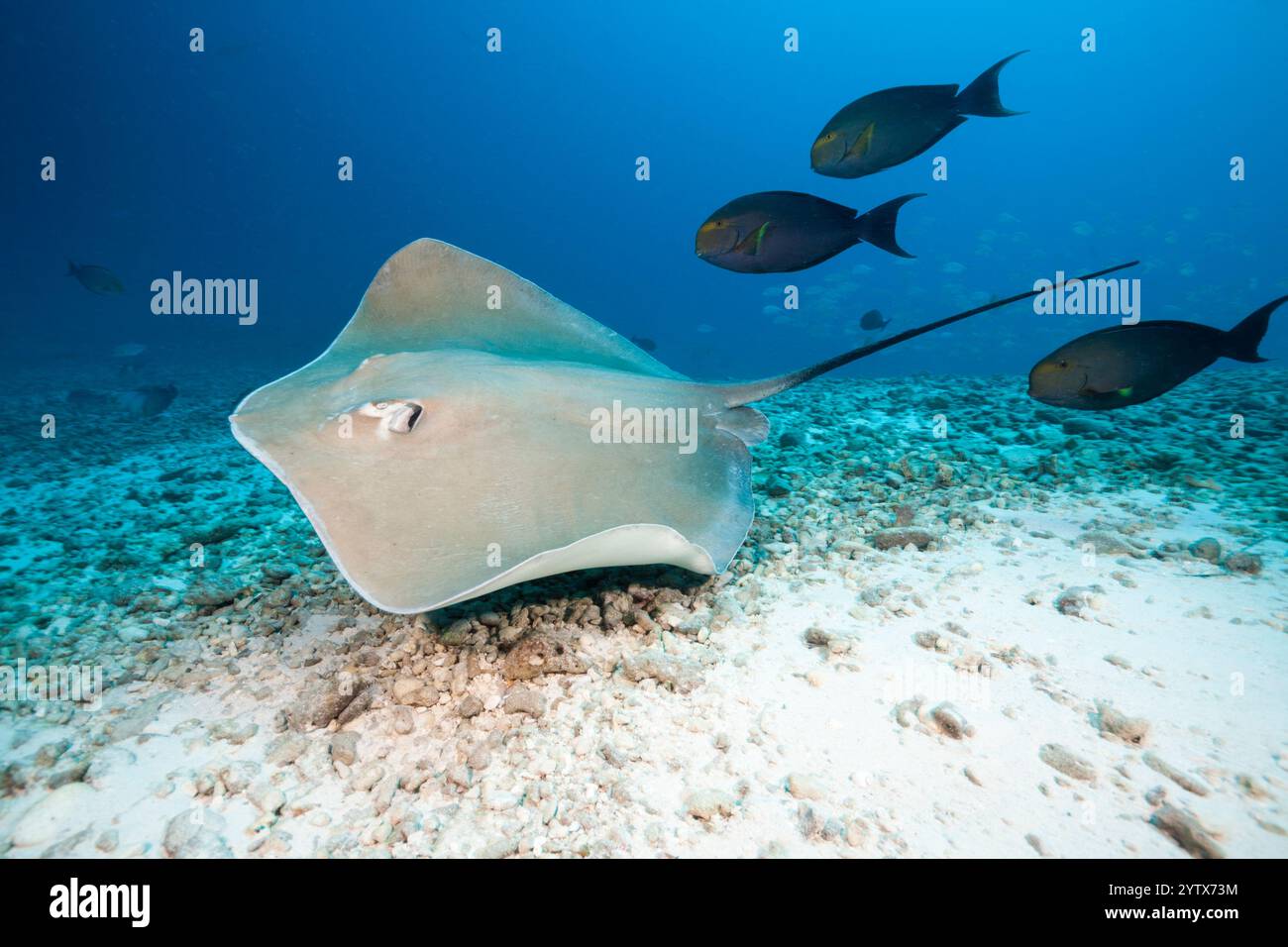 Pink Whipray, Pateobatis fai, North Male Atoll, Indian Ocean, Maldives ...