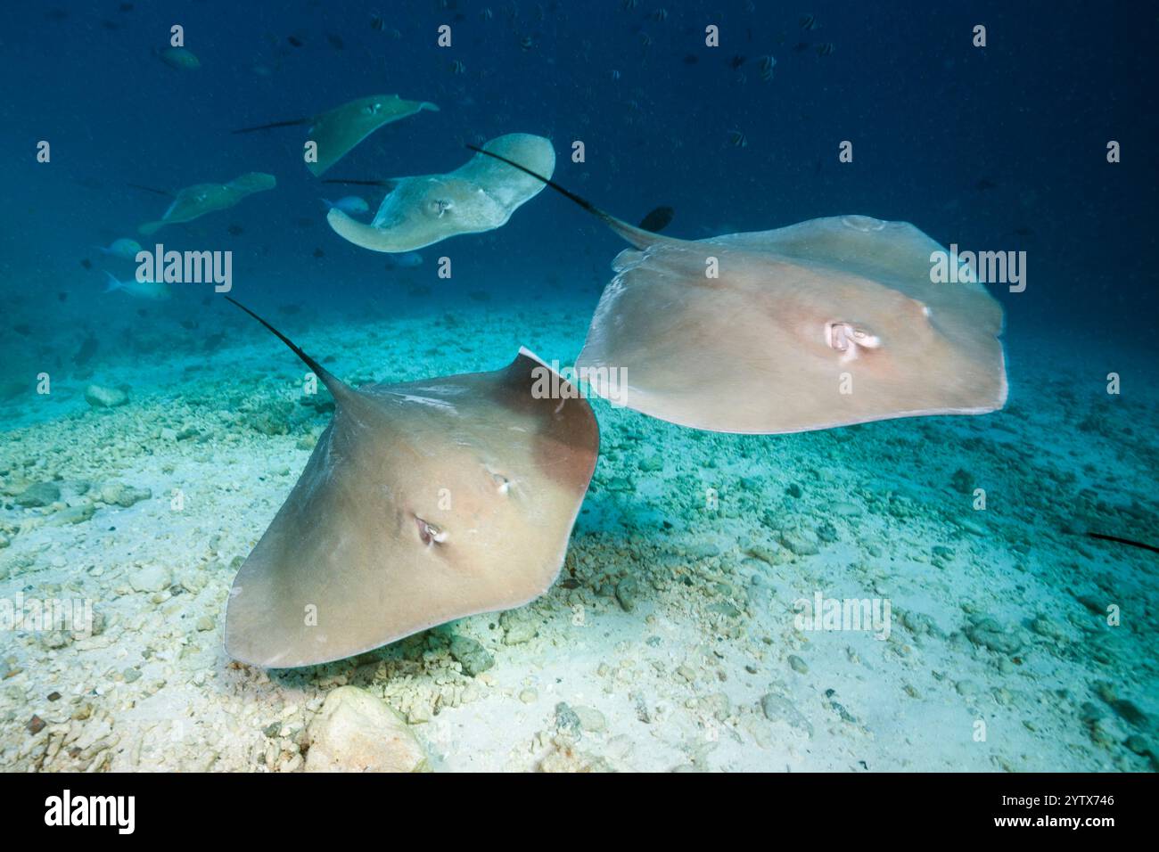 Pink Whipray, Pateobatis fai, North Male Atoll, Indian Ocean, Maldives ...