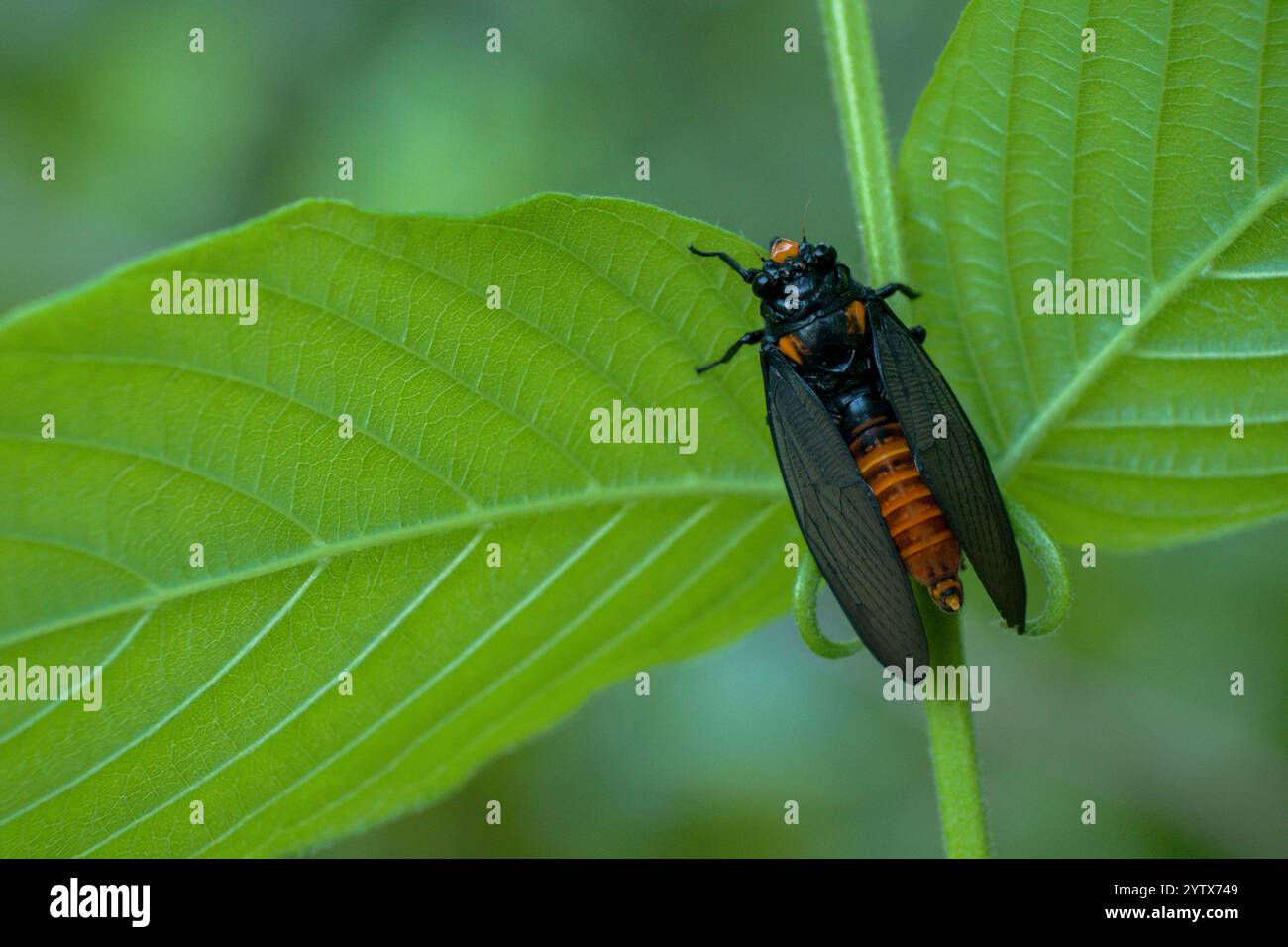 Cicadas head hi-res stock photography and images - Alamy