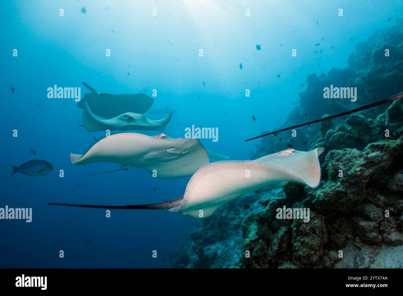 Pink Whipray, Pateobatis fai, North Male Atoll, Indian Ocean, Maldives ...